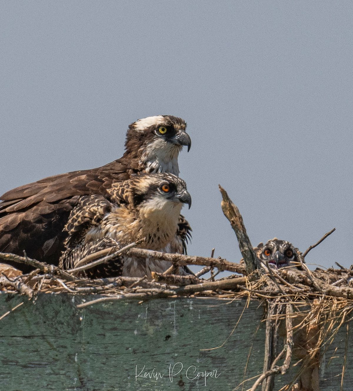 RAPTORS | KevinCooperNature&WildlifePhotography