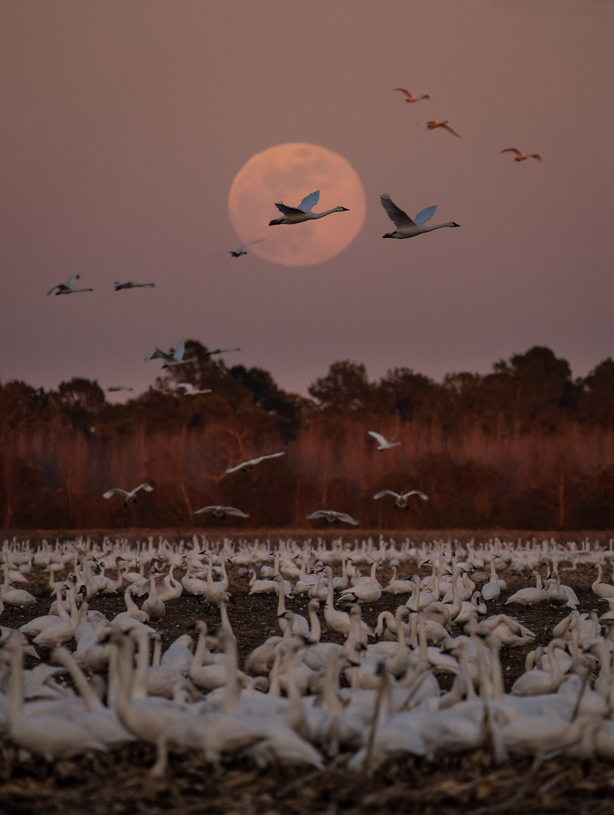 Winter Waterfowl in Eastern North Carolina