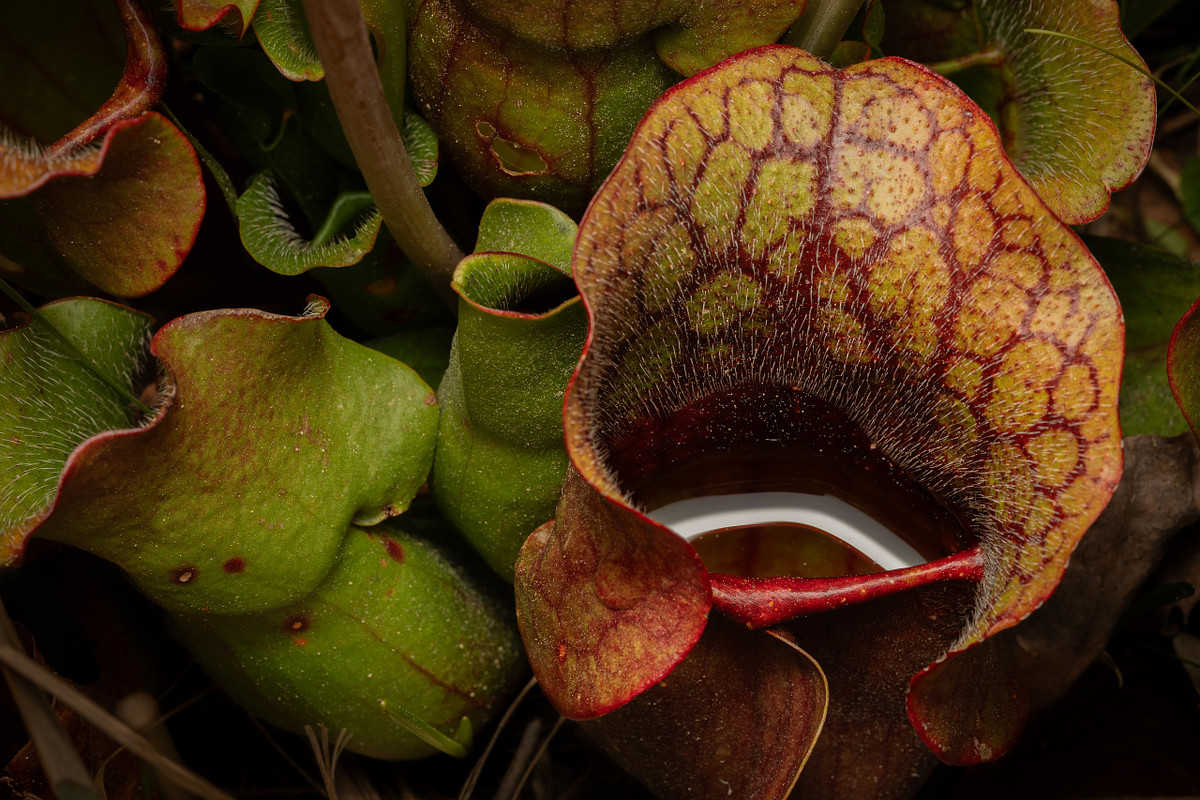 Exploring Life After Dark in the Pitcher Plant Bog Ecosystem