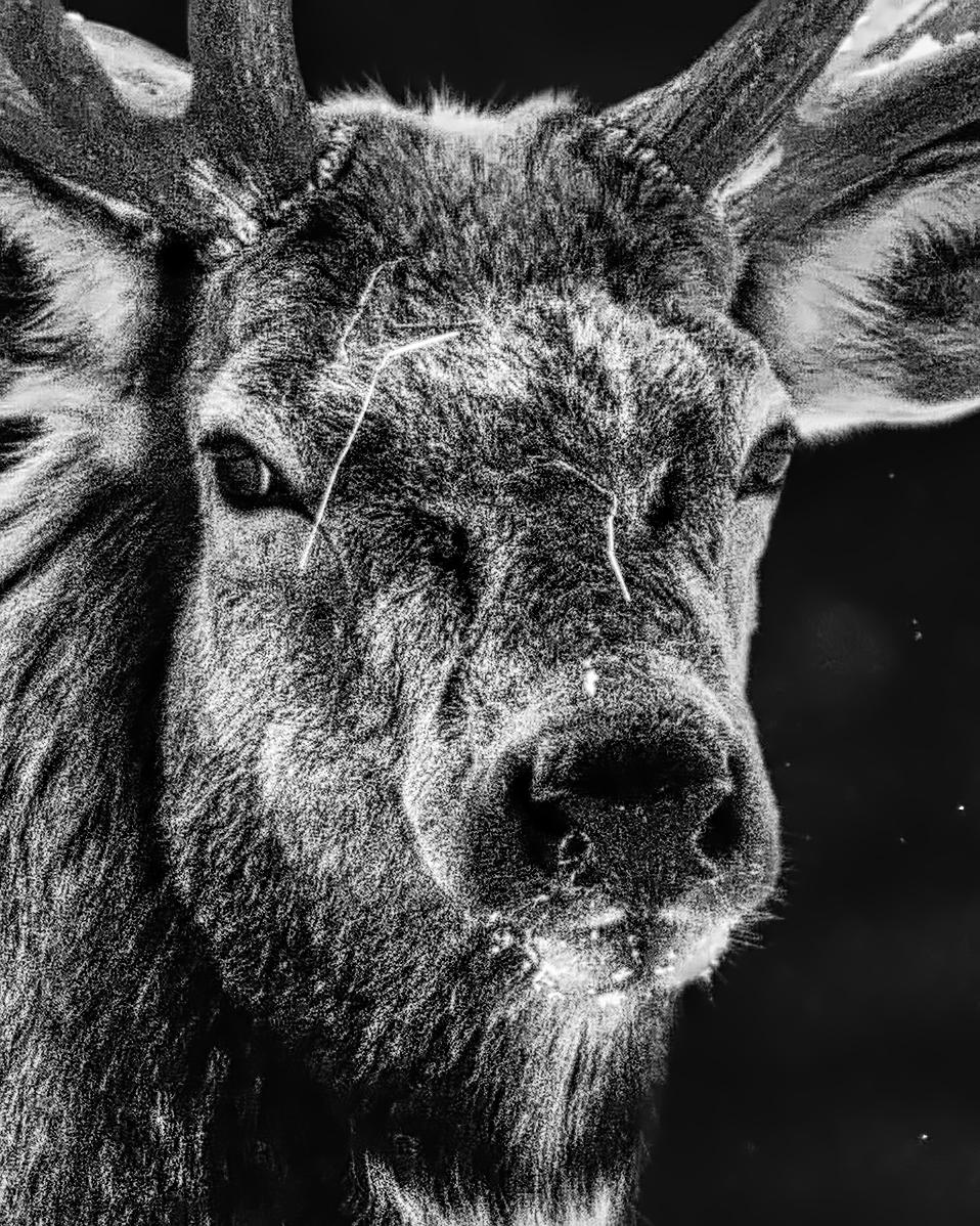 Hubert Cormier Photography - Black and White