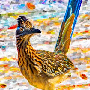 Large-scale images on acrylic available at Gallery on the Square