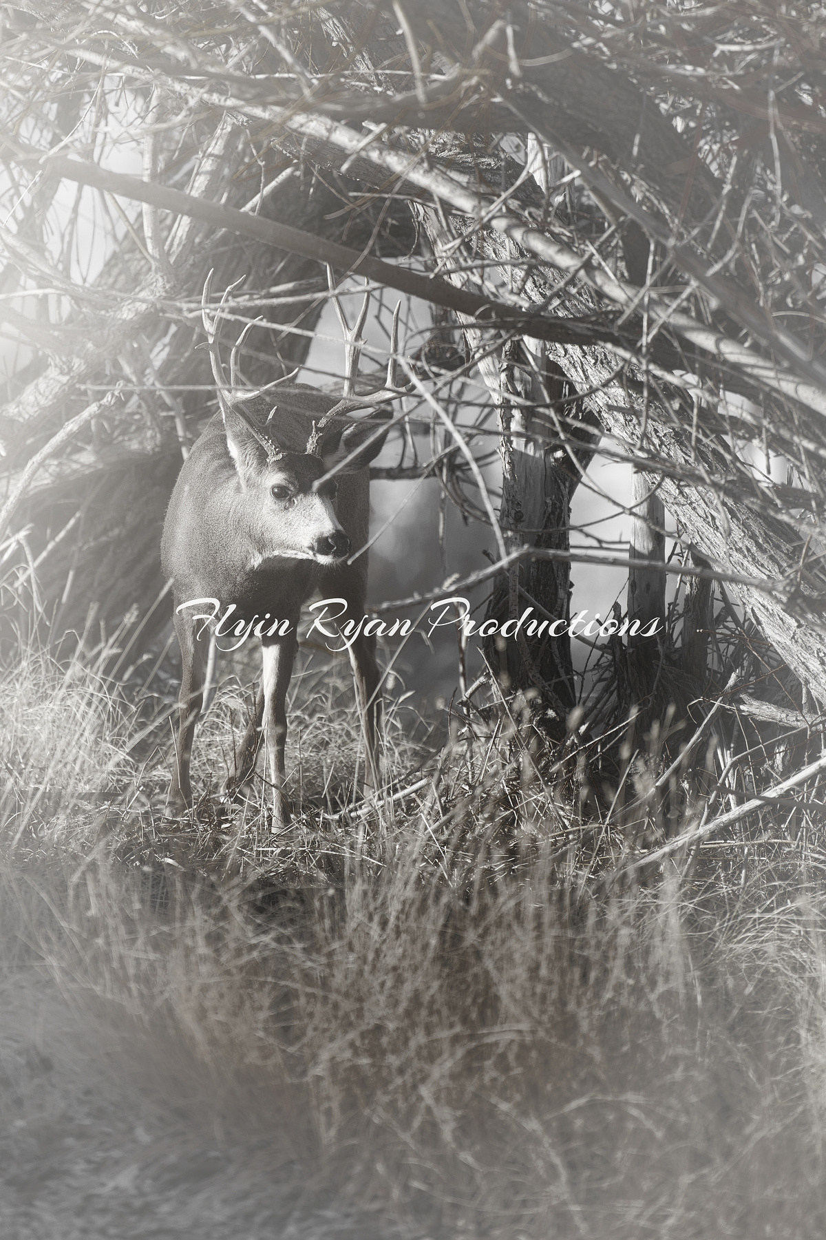 Flyin Ryan Productions