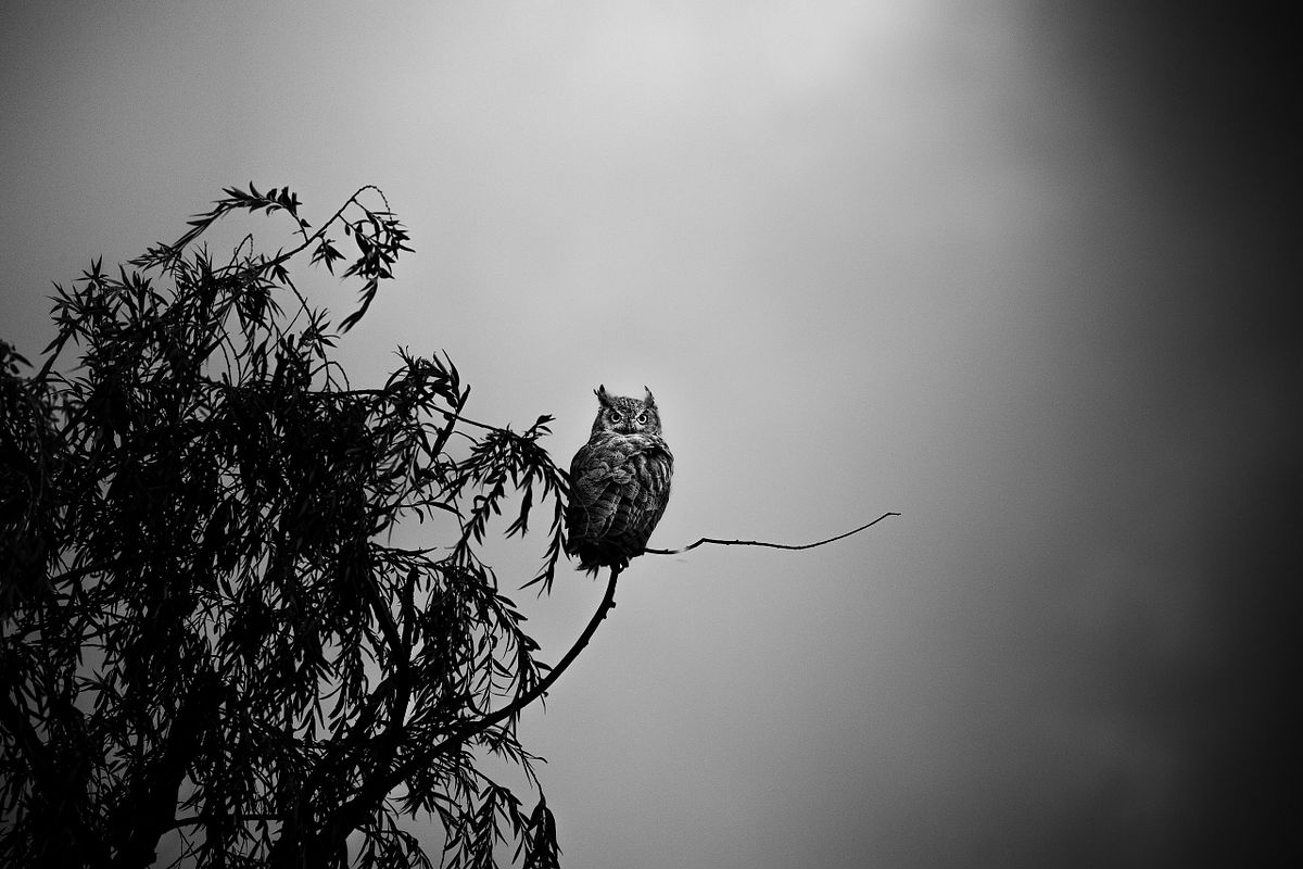 Wildlife Prints | Andrew