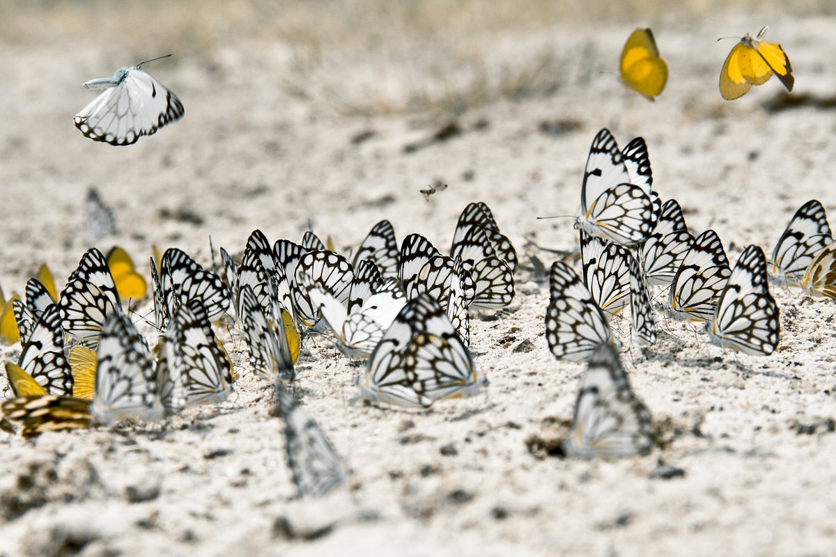 Butterflies Dream