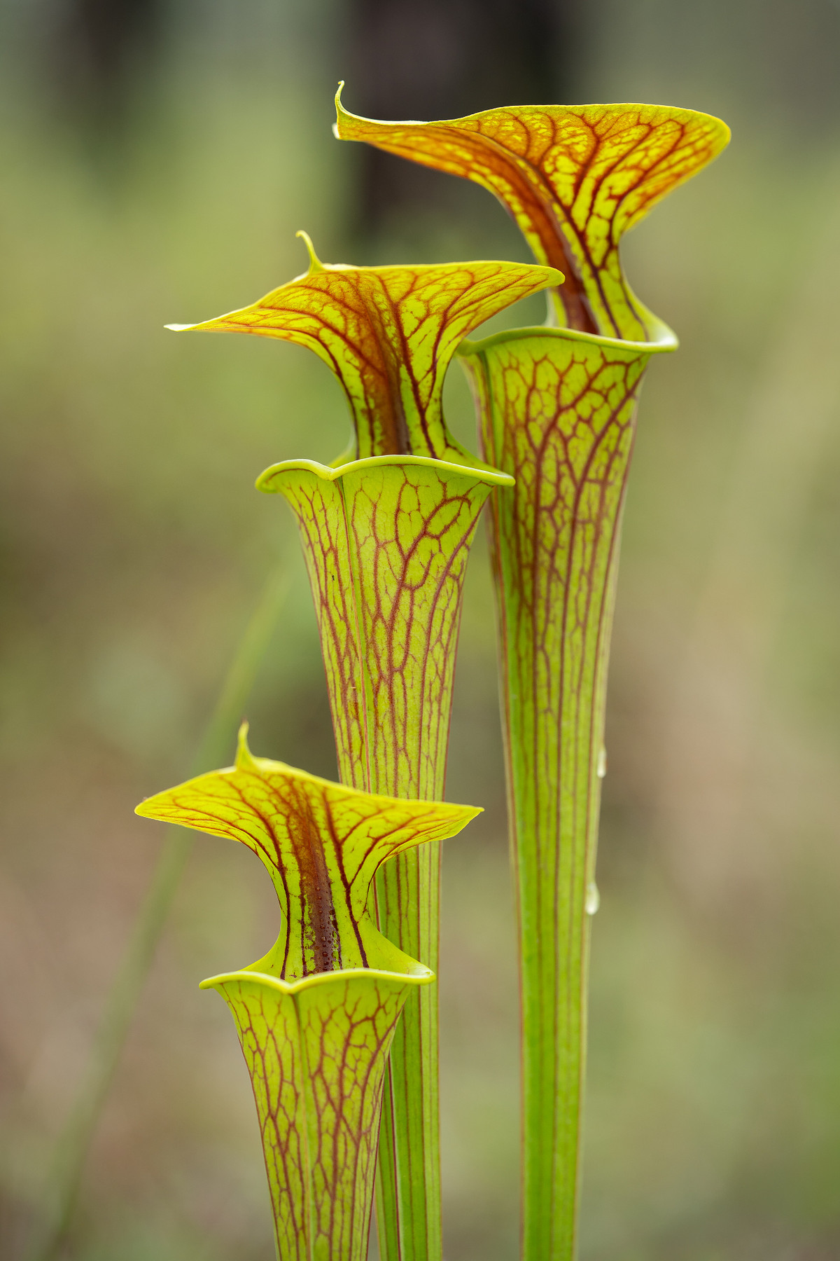 Exploring Life After Dark in the Pitcher Plant Bog Ecosystem