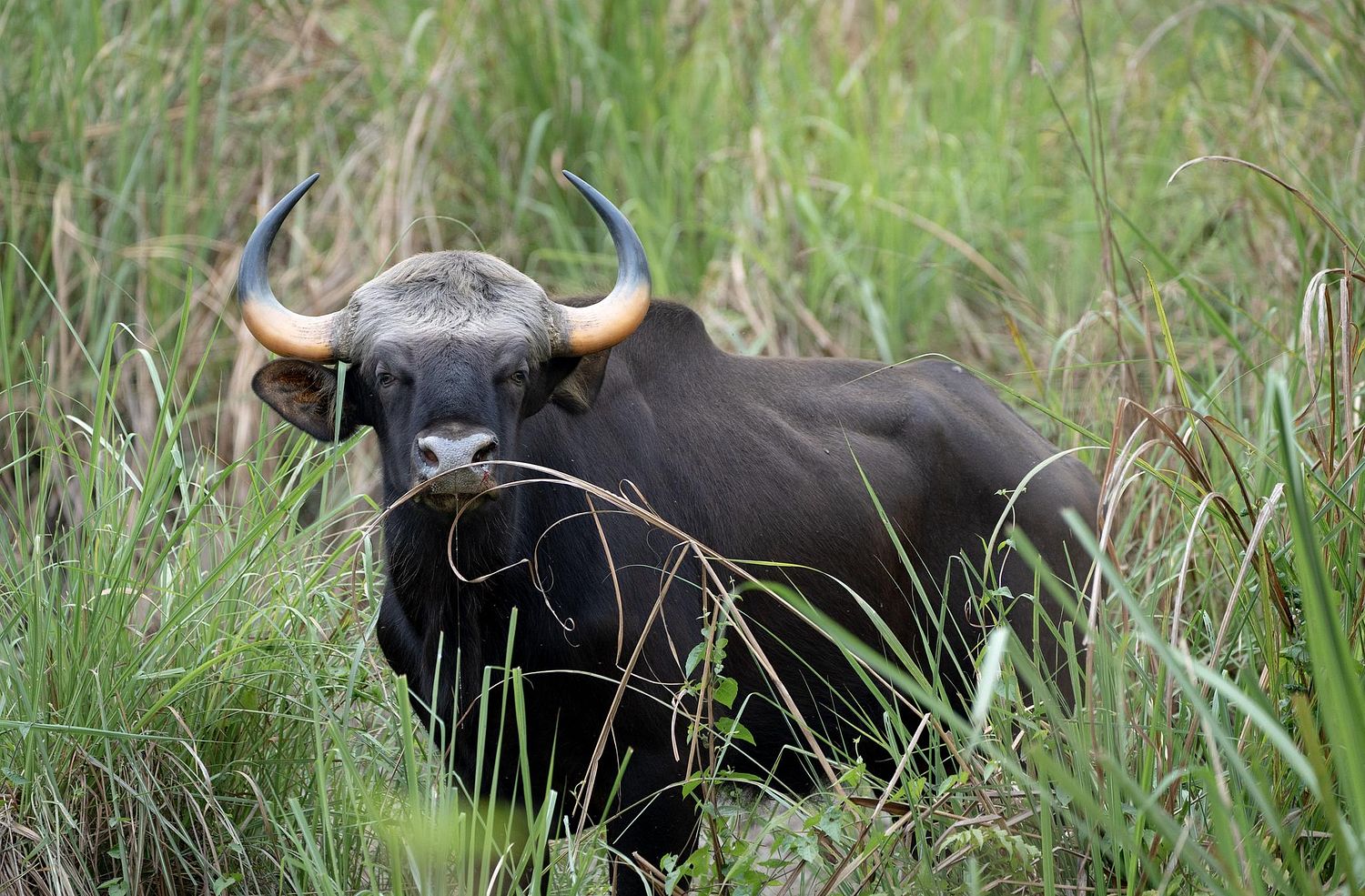 Animal and Wildlife Images
